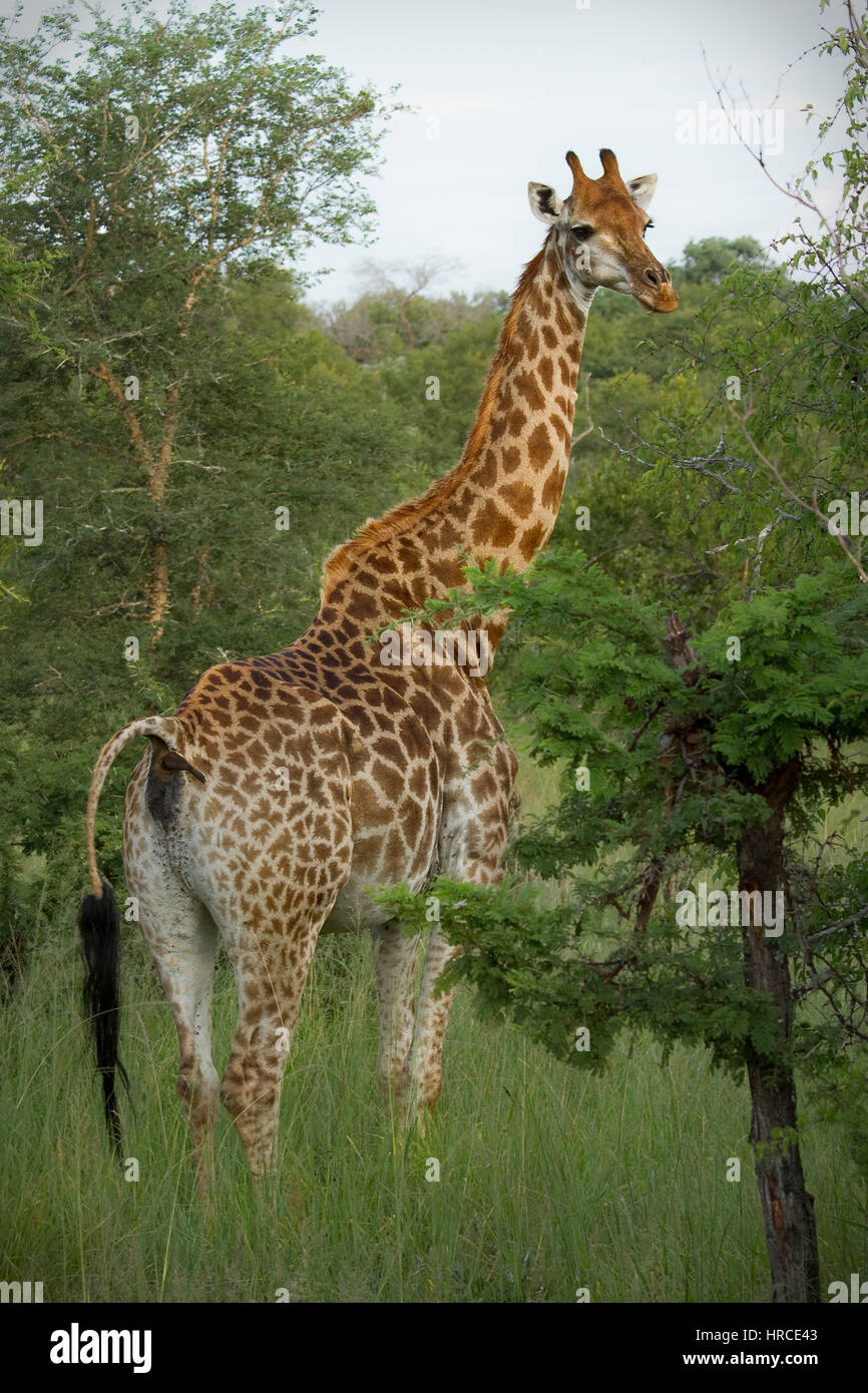 Adult giraffe hi-res stock photography and images - Alamy