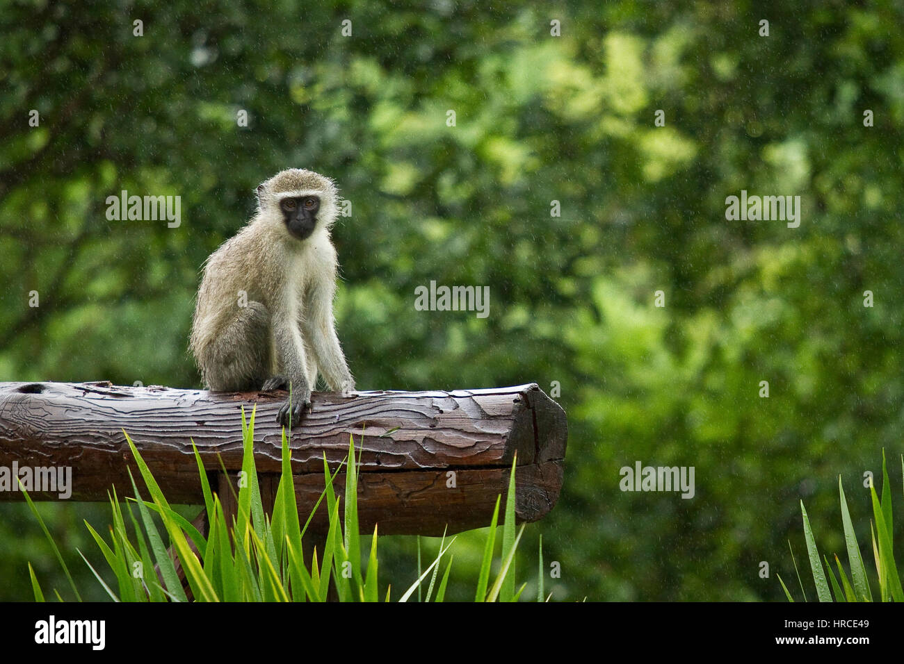 South African Monkey High Resolution Stock Photography and Images - Alamy