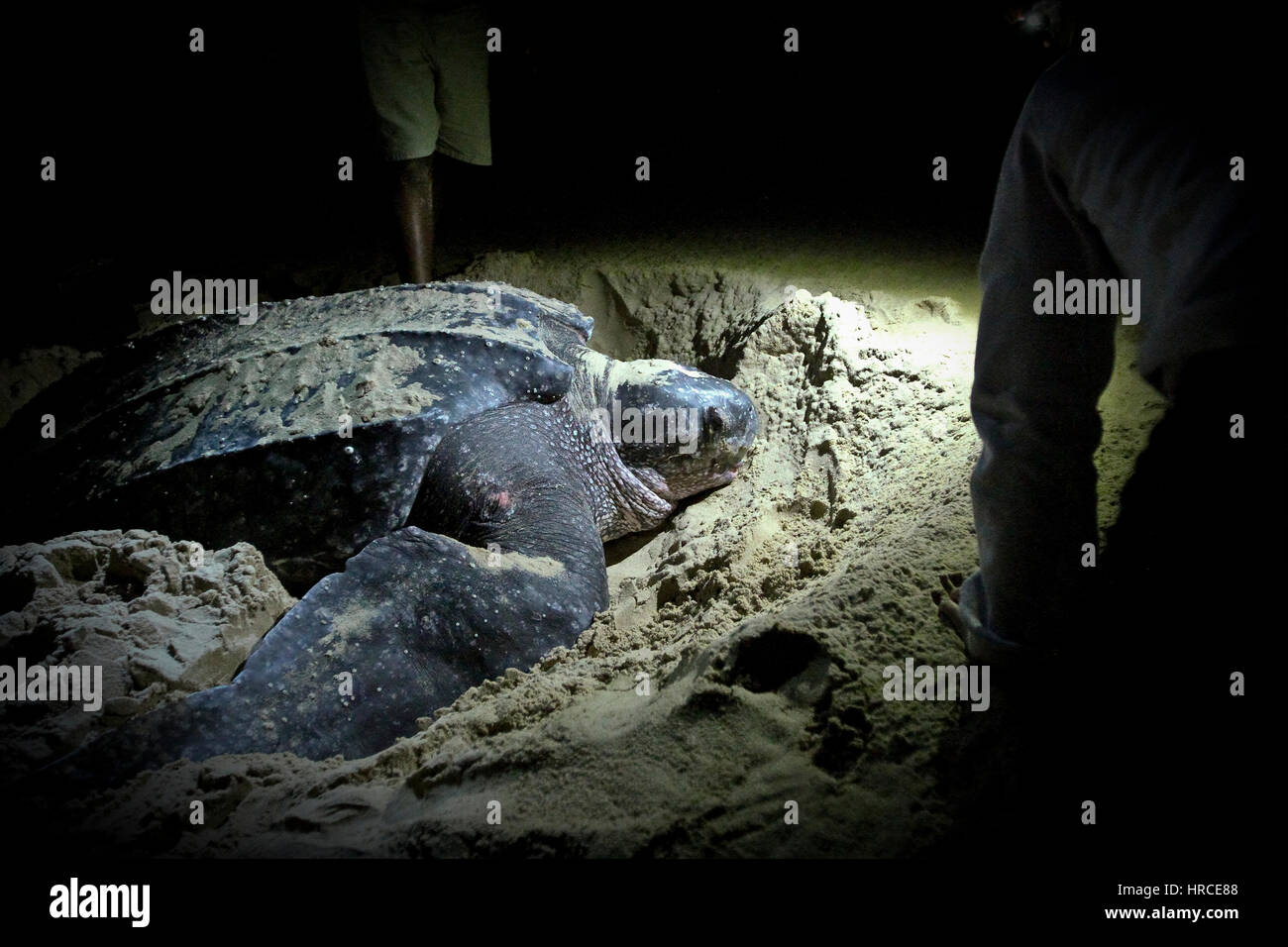 Loggerhead turtle digging a nest on a beach in South Africa as she ...