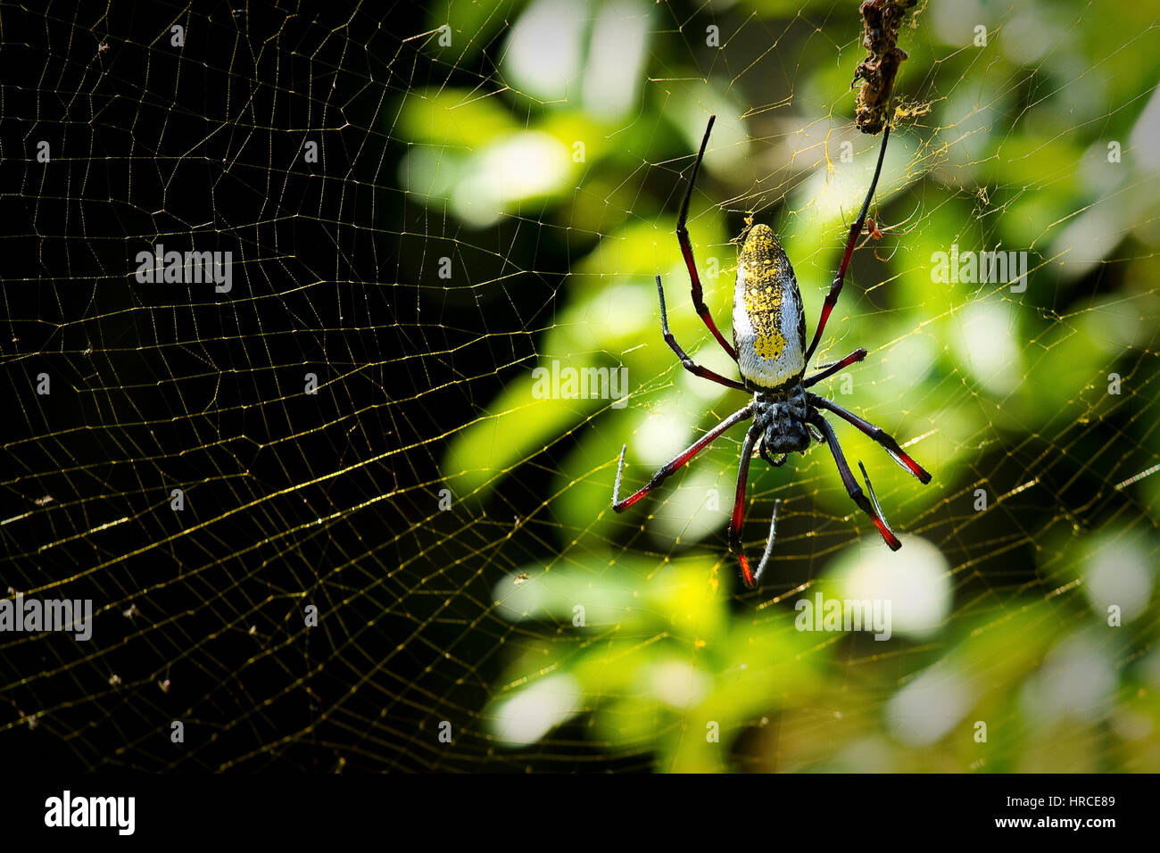 Orb spider hanging onto its web in a garden in South Africa with dead ...