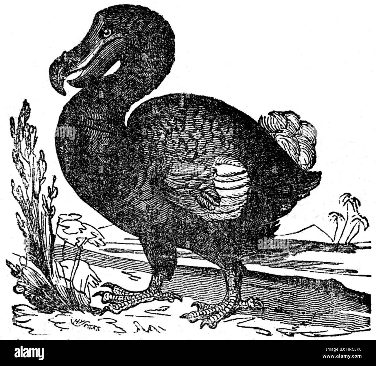 Raphus cucullatus Black and White Stock Photos & Images - Alamy