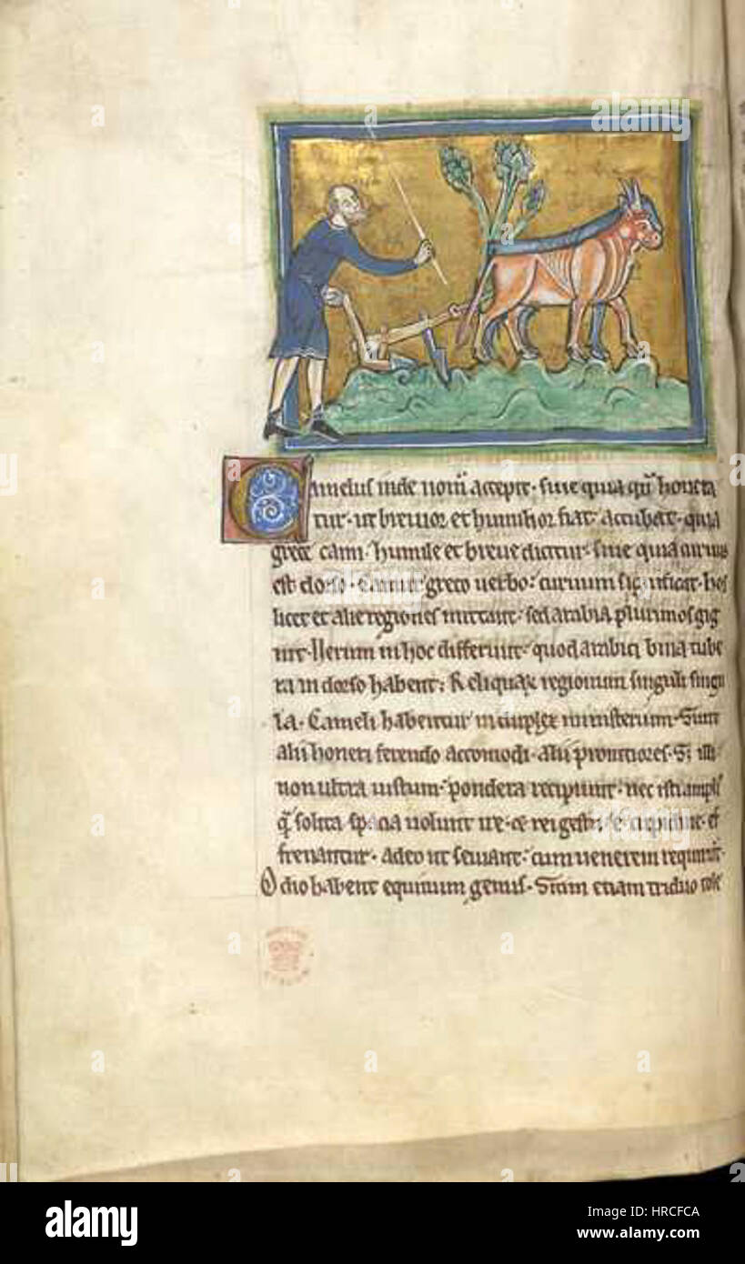 The Rochester Bestiary, Folio 37v, depicts oxen, showcasing the ...