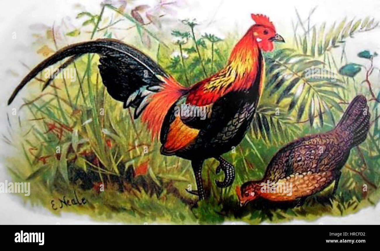 The *Red Junglefowl* (Gallus gallus), native to Southeast Asia, is ...
