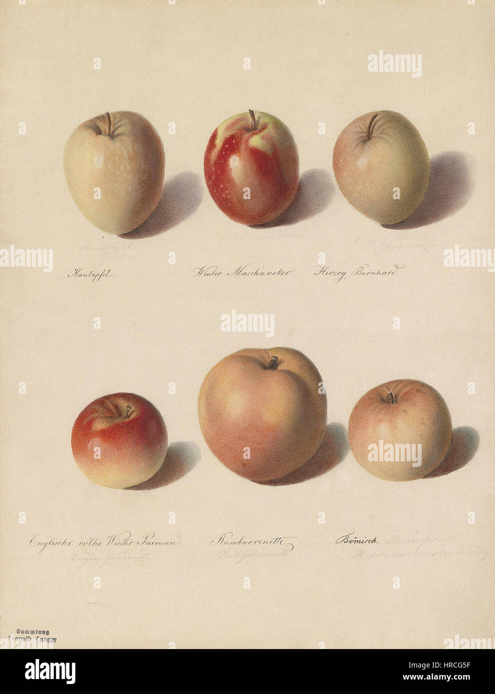 Apfelsorten hi-res stock photography and images - Alamy