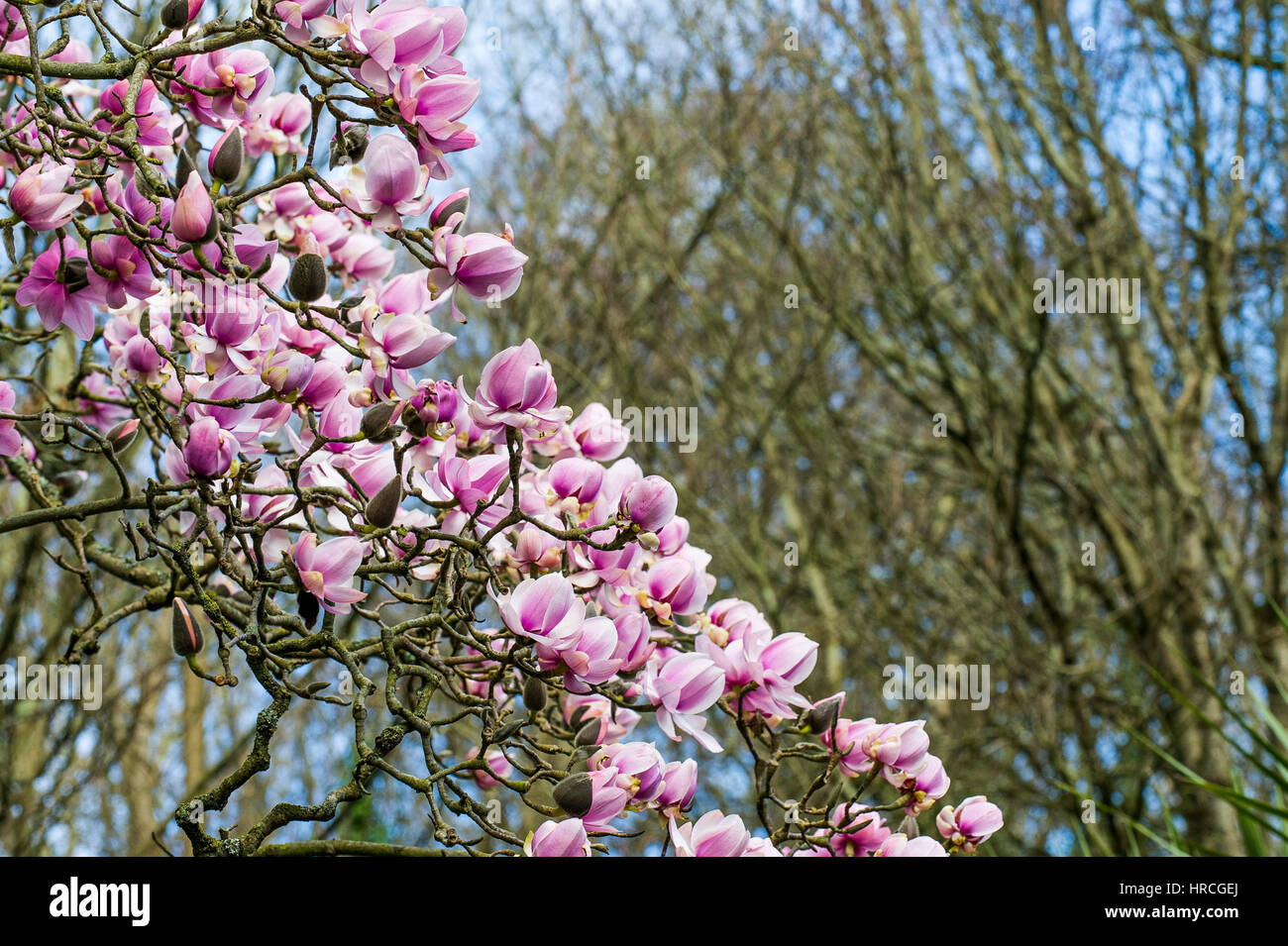 Magnolia tree bloom Early springtime Magnoliaceae Magnolia campbellii ...