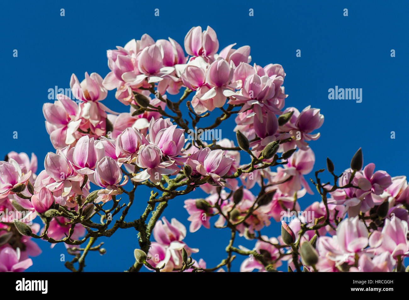 Magnolia tree bloom Early springtime Magnoliaceae Magnolia campbellii ...