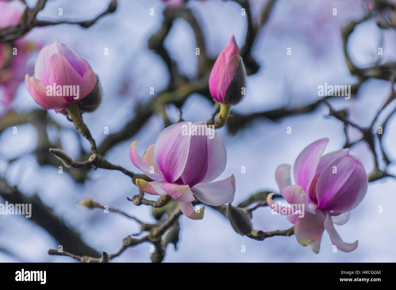 Magnolia tree full bloom hi-res stock photography and images - Alamy