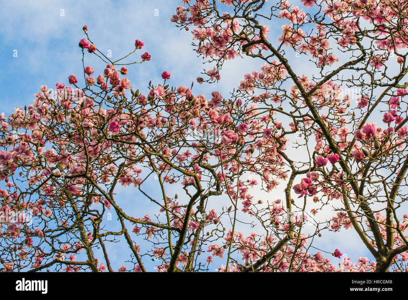 Magnolia tree full bloom hi-res stock photography and images - Alamy