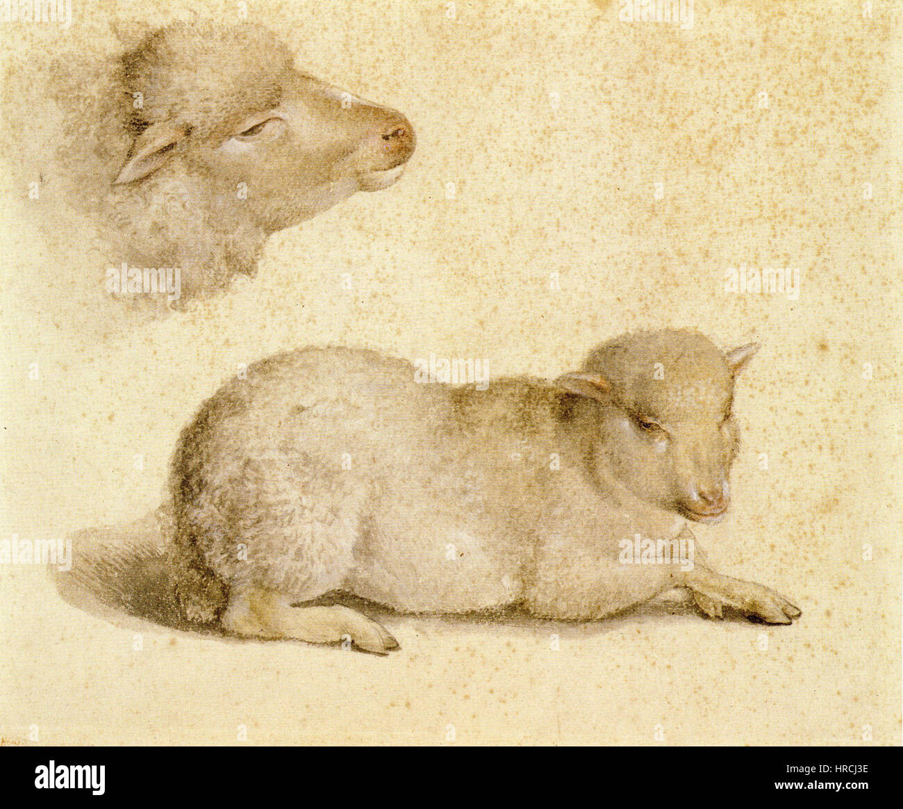 Resting Lamb and Head of a Lamb, by Hans Holbein the Younger Stock ...