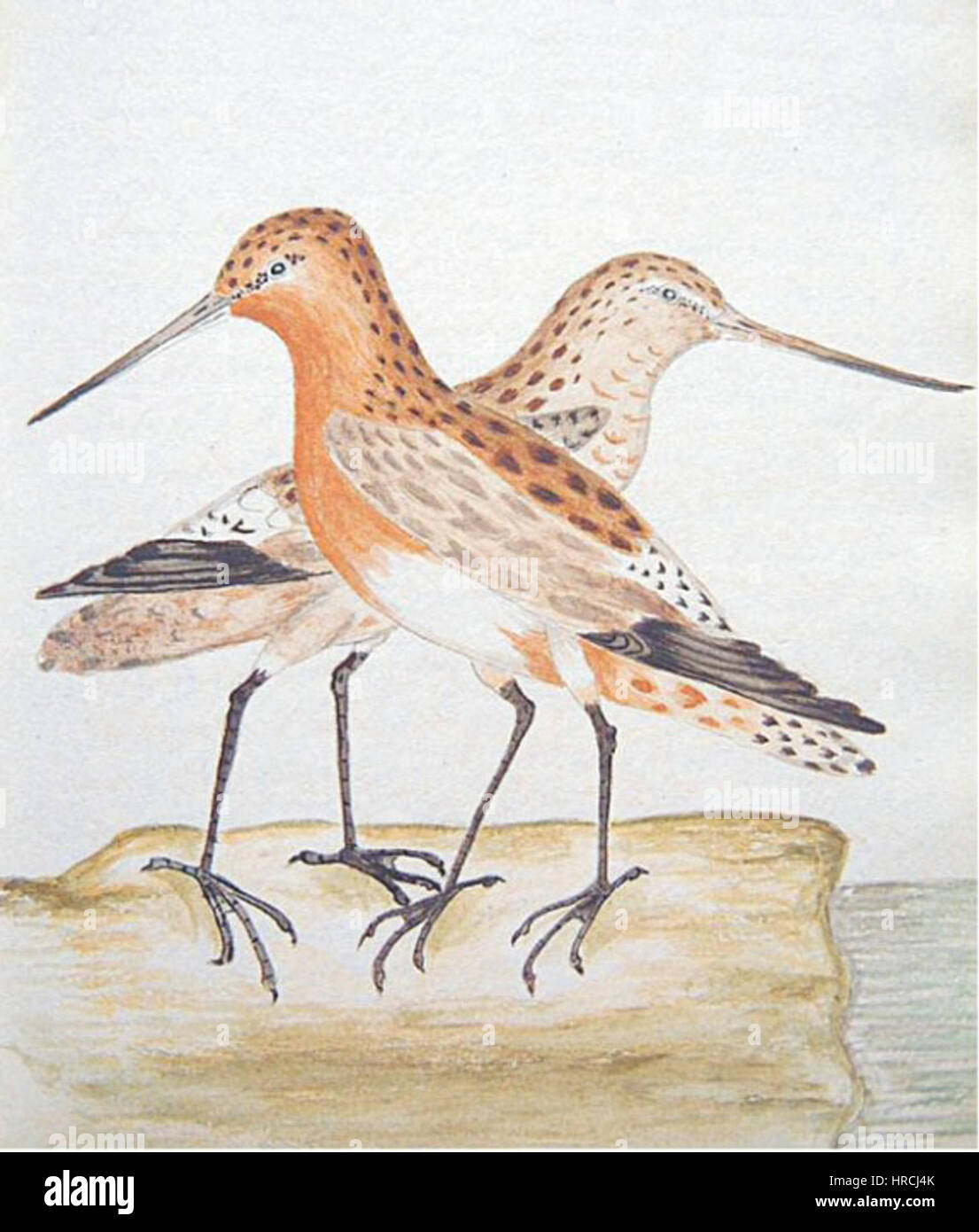 Godwit drawing hi-res stock photography and images - Alamy