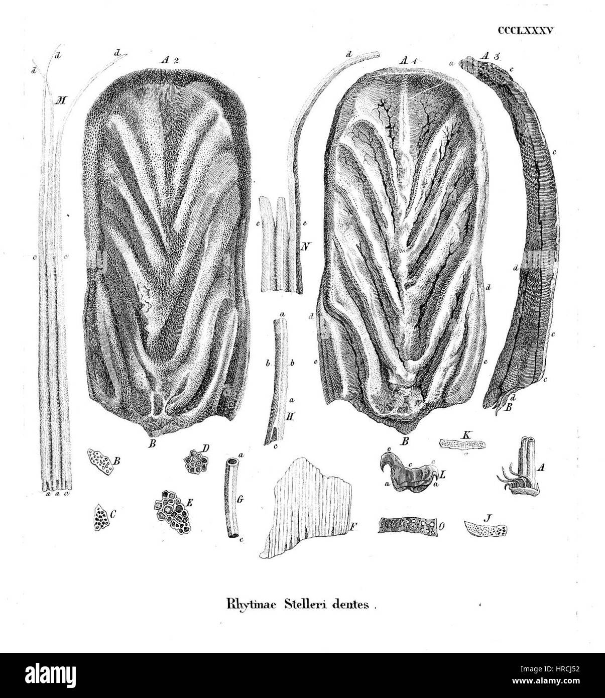'Rhytinae Stelleri Dentes' refers to the teeth of the Steller’s sea cow ...