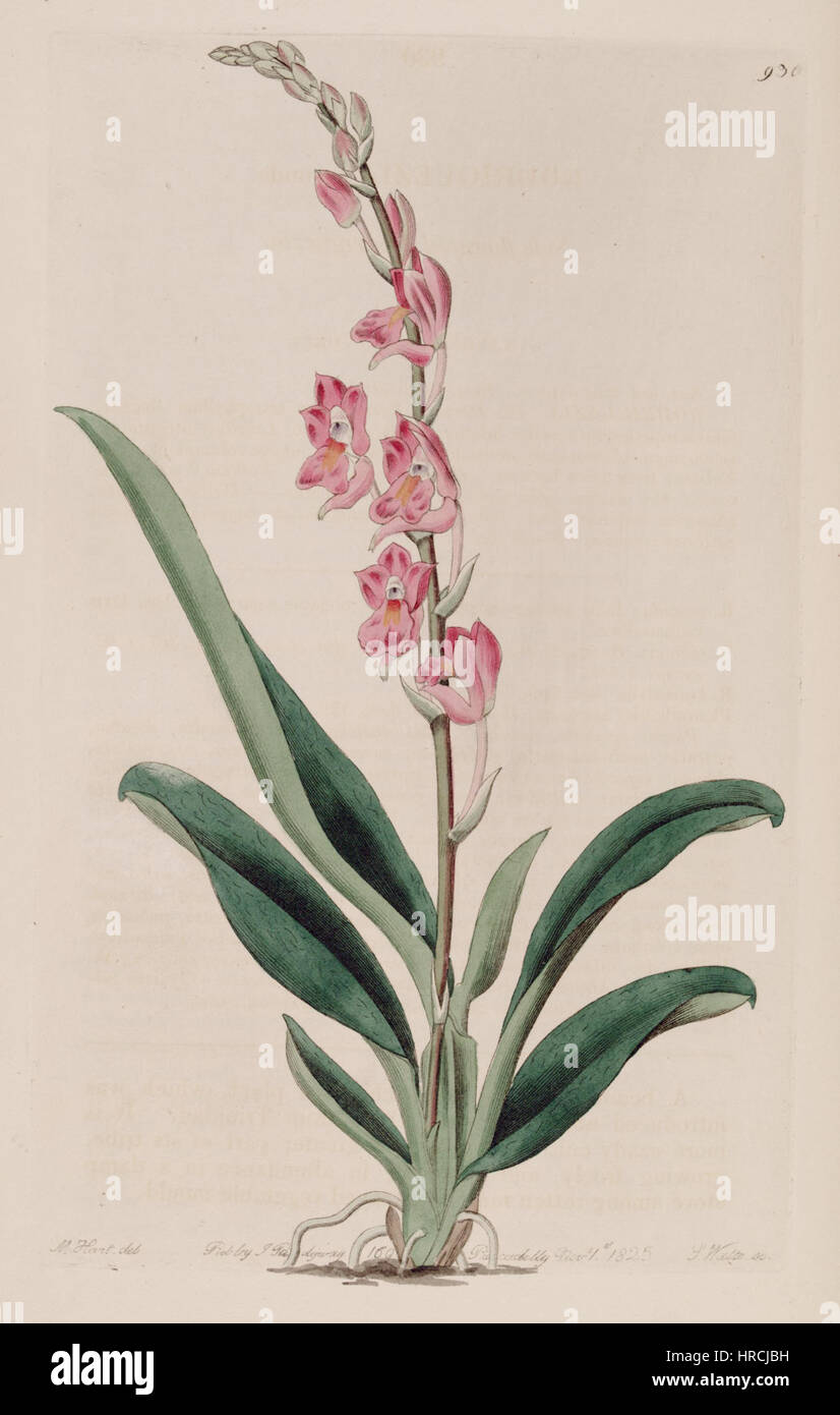 Rodriguezia lanceolata hi-res stock photography and images - Alamy