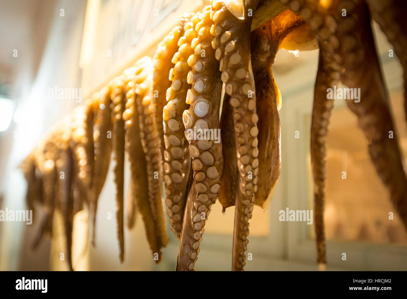 Cleaned octopus hanging on a line in a fish market for use as a ...