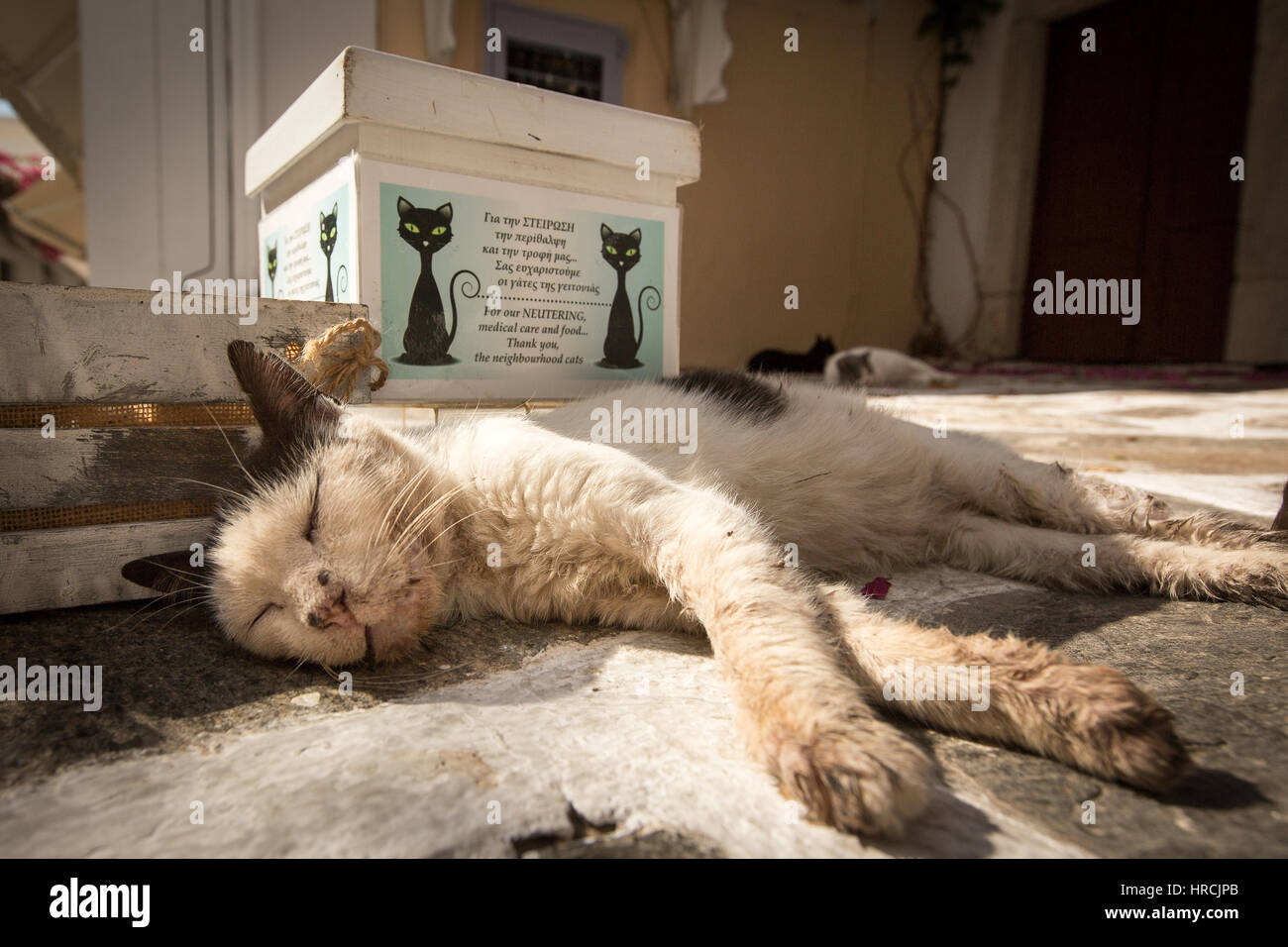 Dirty bedraggled street cat that has been in a fight asleep in the road ...
