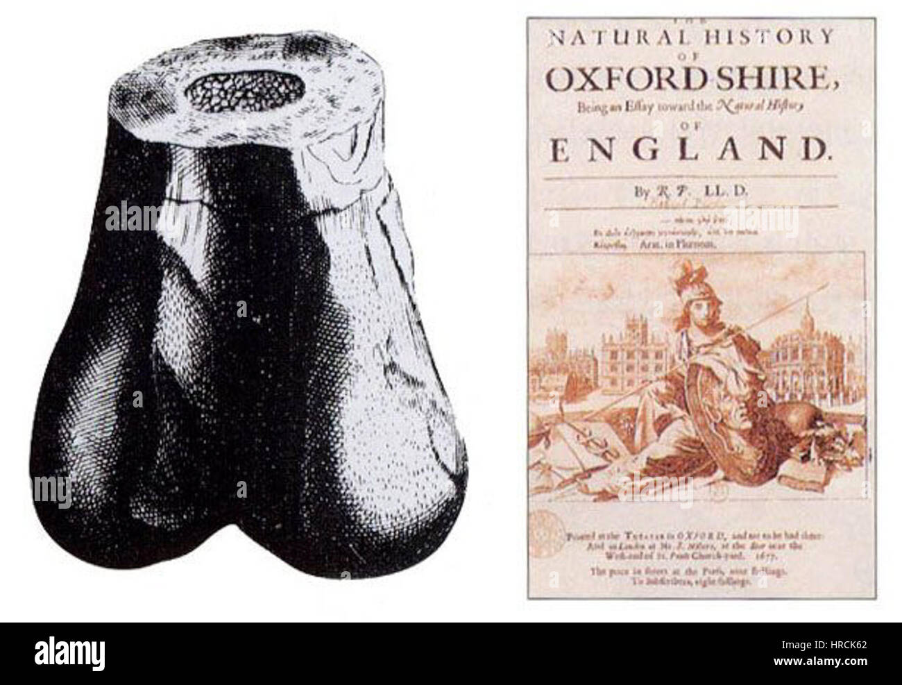 Scrotum Cut Out Stock Images & Pictures - Alamy