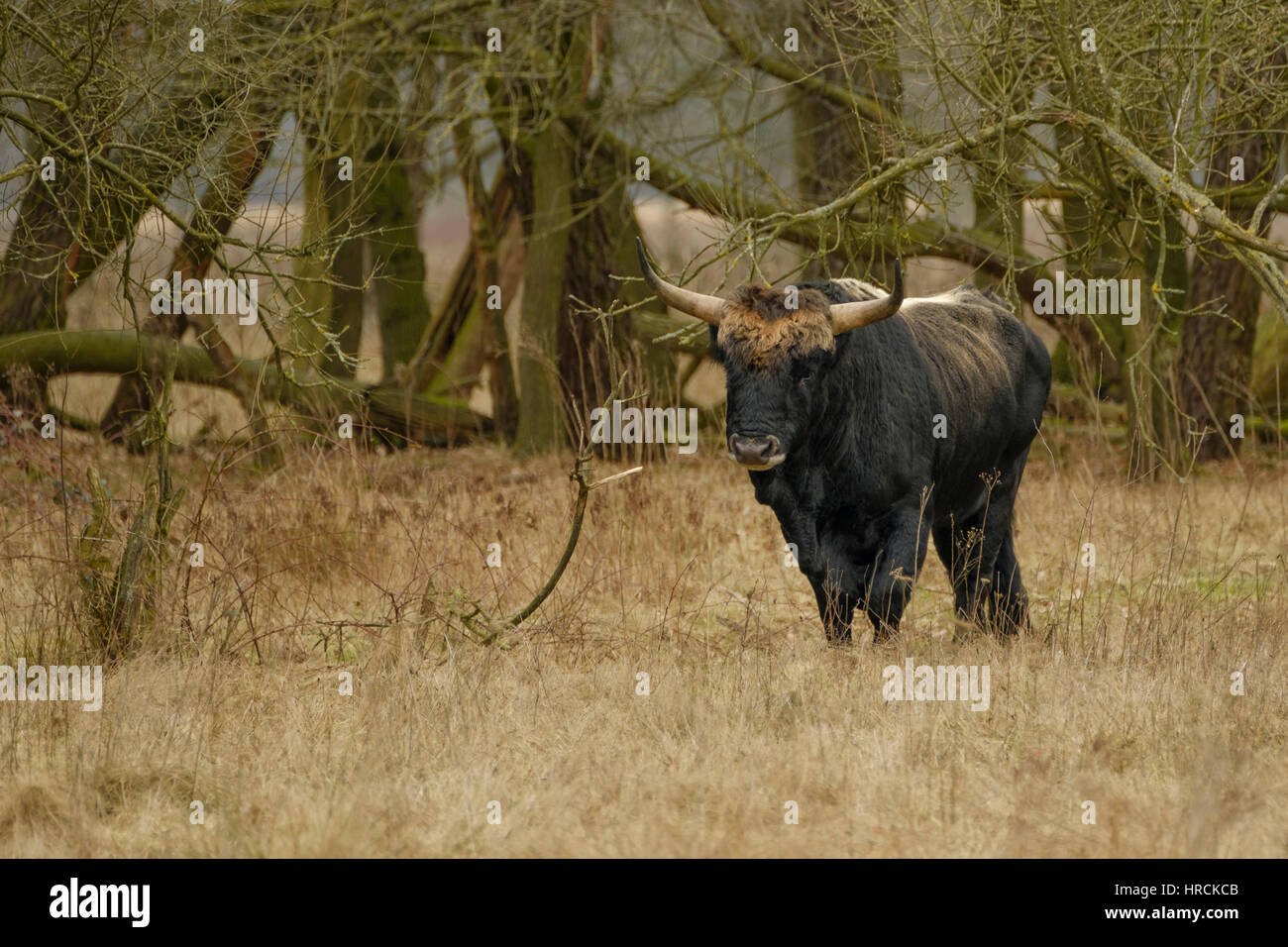 Aurochs hi-res stock photography and images - Alamy