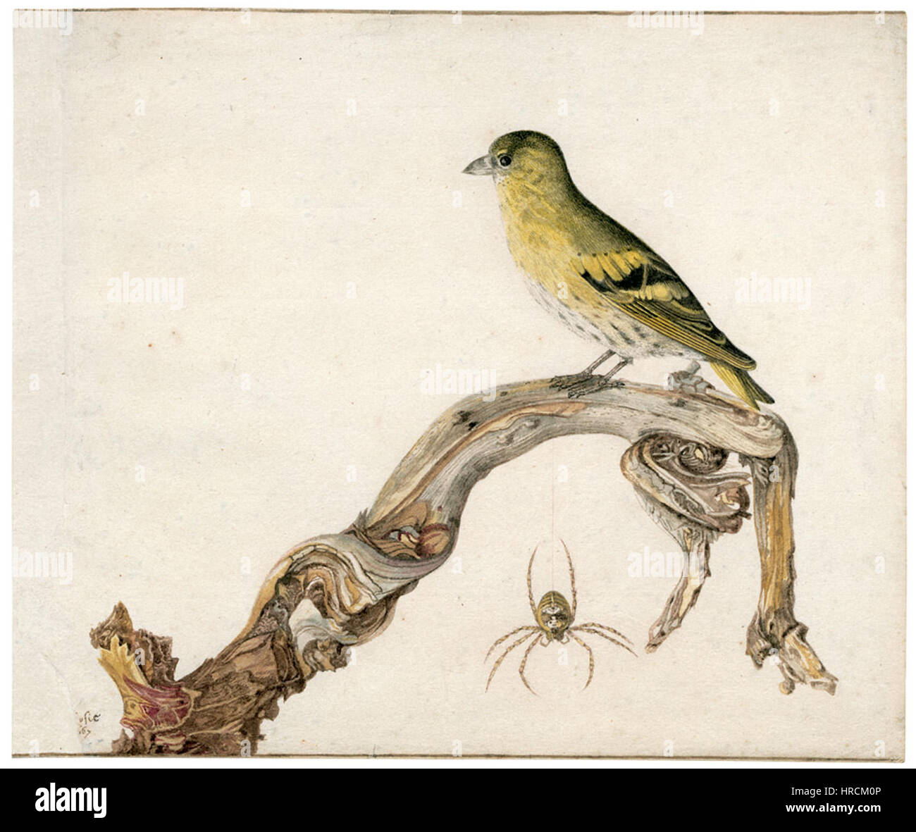 *Gelbbauchgirlitz on a Branch* by Rochus van Veen is a detailed bird ...