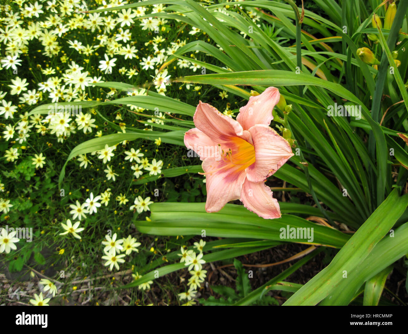 Yellow perennial peach hi-res stock photography and images - Alamy