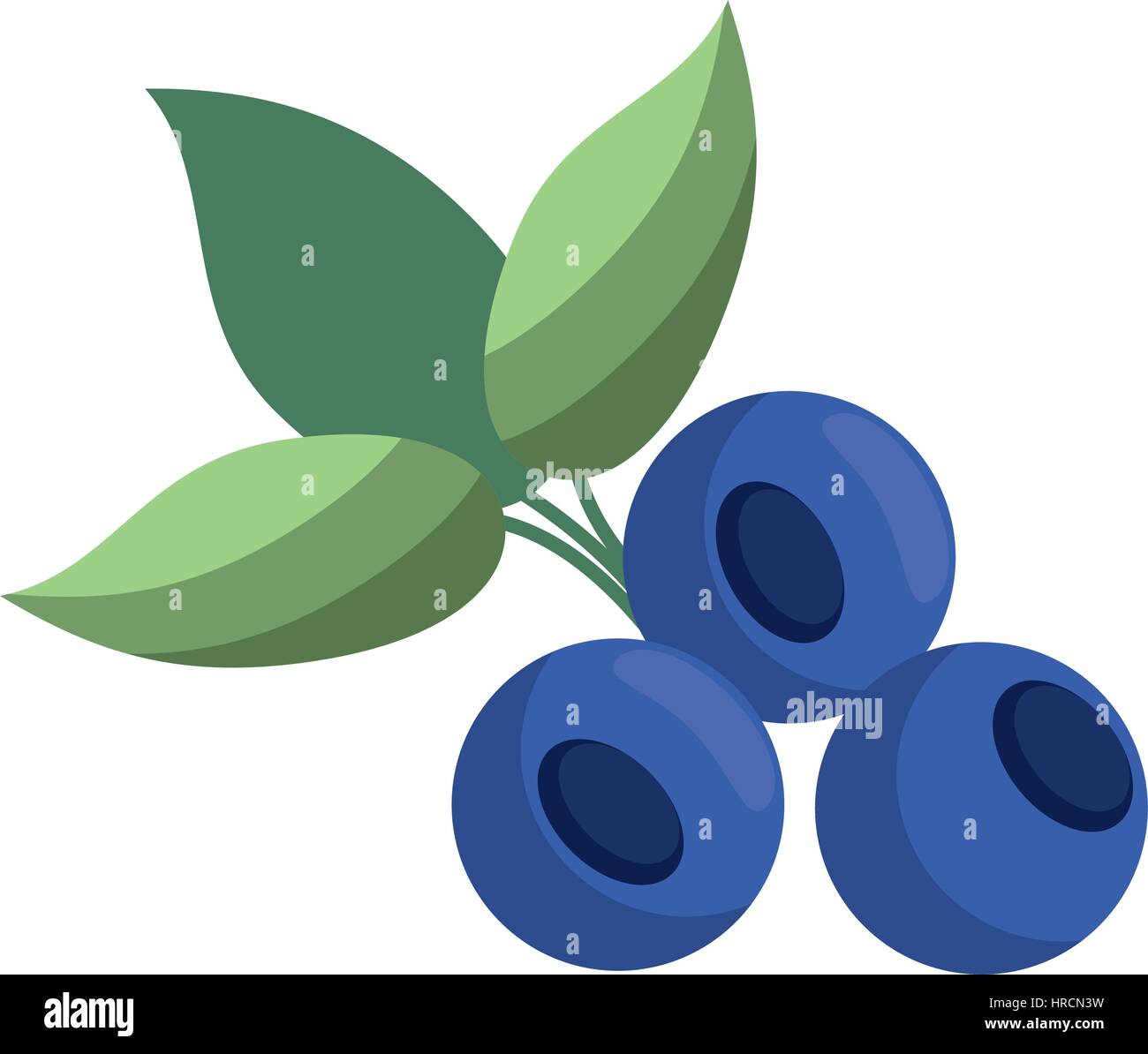 Raspberry blueberry green leaves Stock Vector Images - Alamy