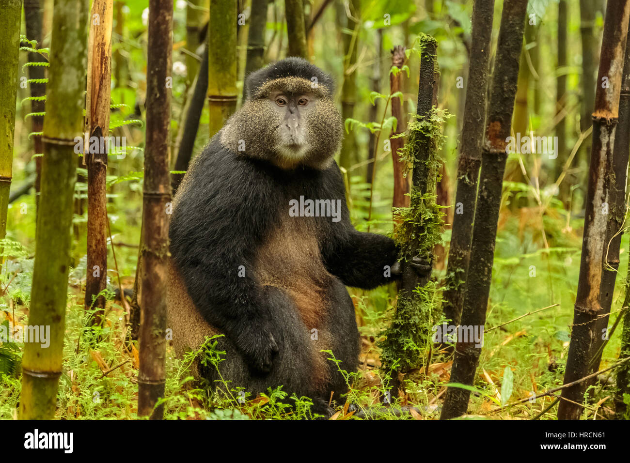 Rwandan golden monkey sitting in the middle of bamboo forest, Rwanda ...