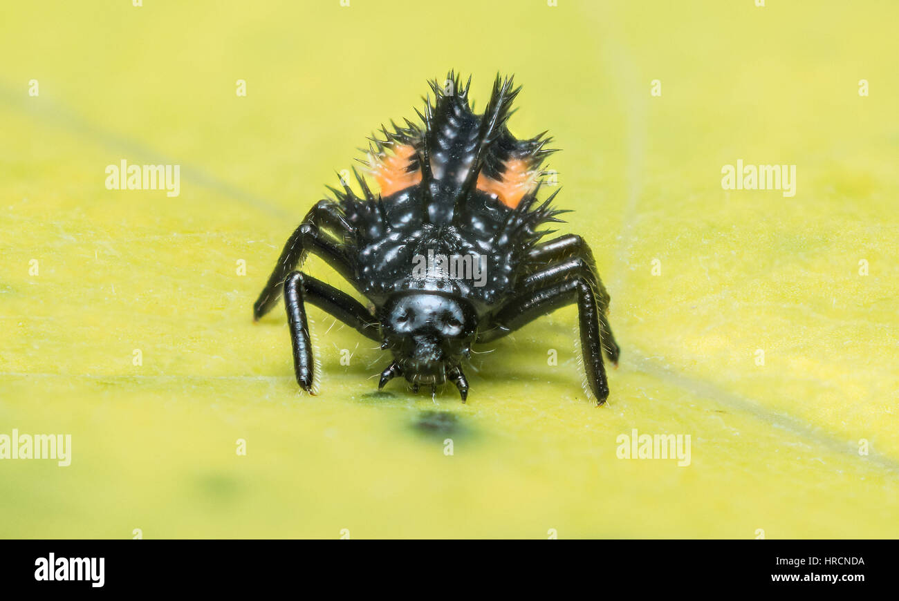 Ladybug larvae hi-res stock photography and images - Alamy