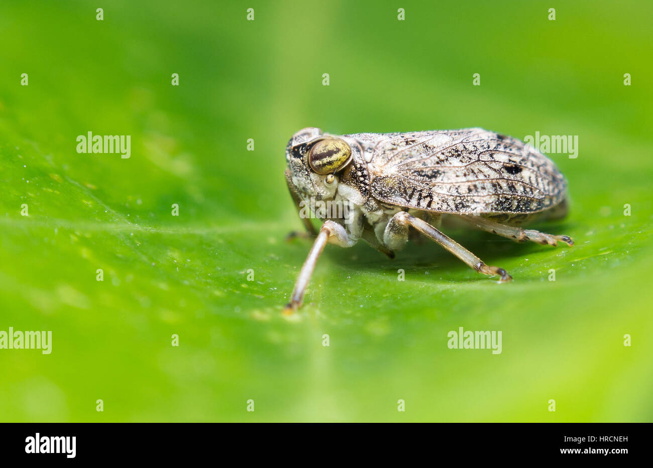 Planthopper hi-res stock photography and images - Alamy