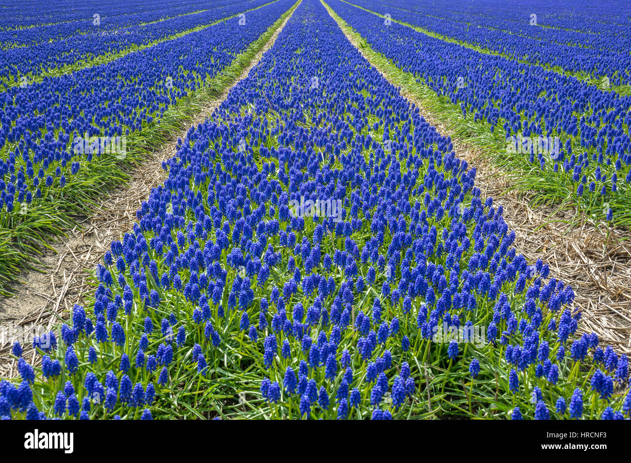 Endless field of grape hyacinths. The Netherlands. Europe Stock Photo ...