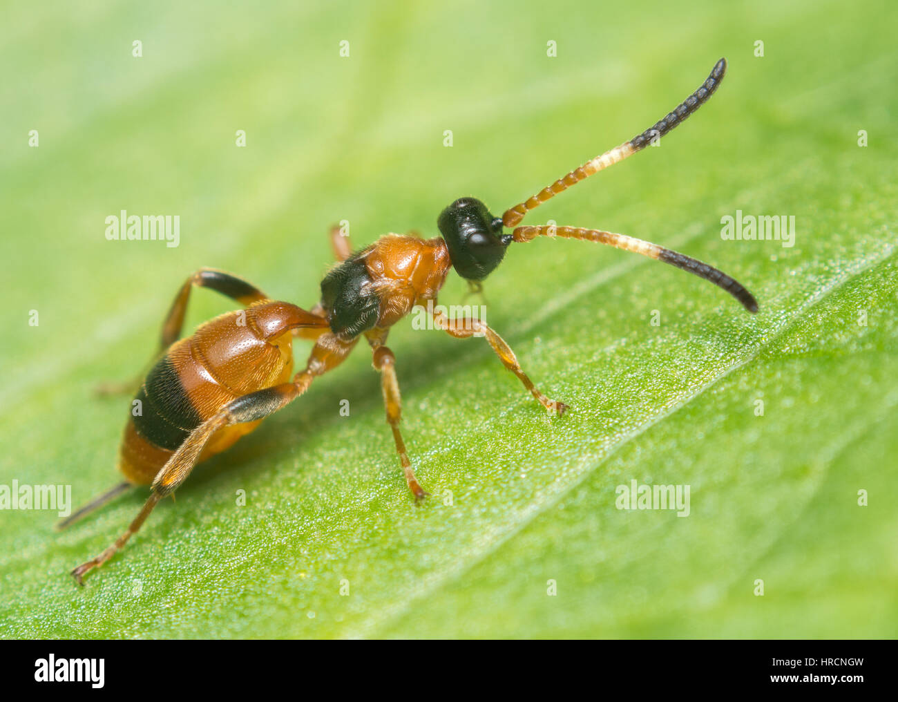 Ichneumonidae hi-res stock photography and images - Alamy