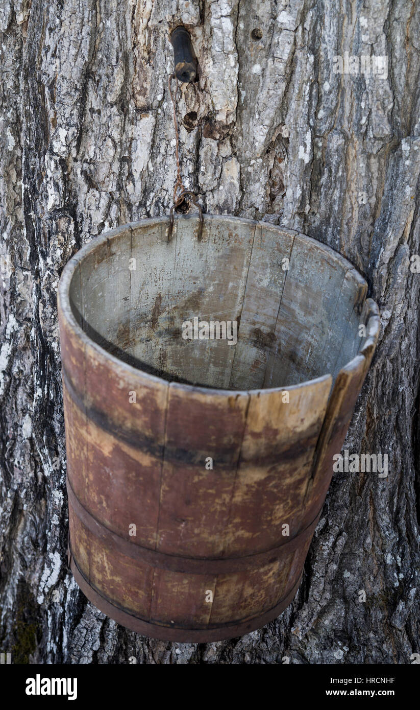 Maple sugar bush Stock Photo - Alamy