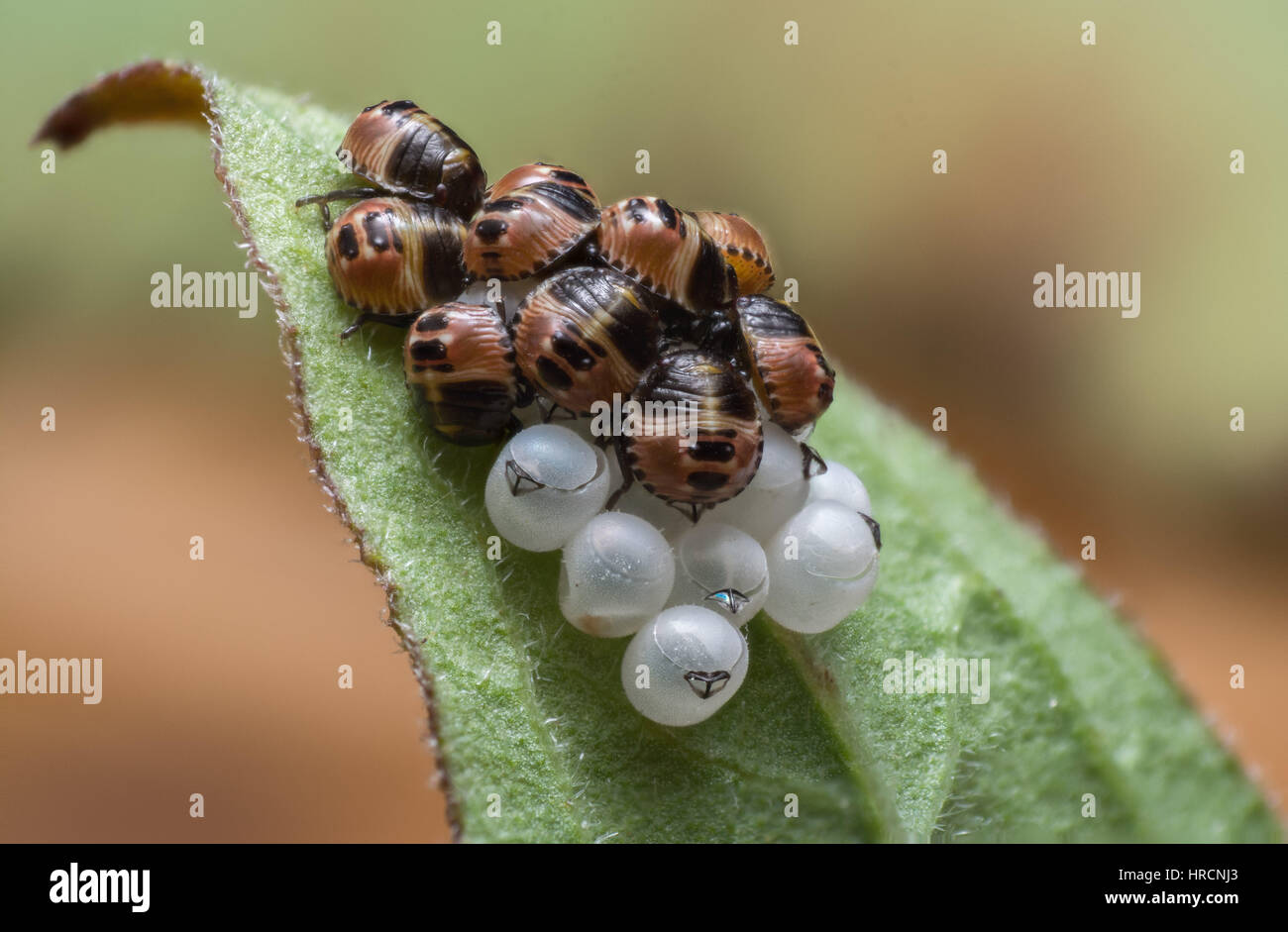 A cluster of recently hatched shield bugs and eggs Stock Photo - Alamy