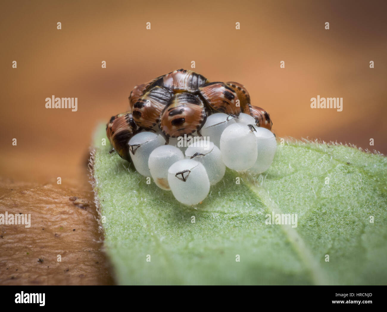 Stink bug life cycle hi-res stock photography and images - Alamy