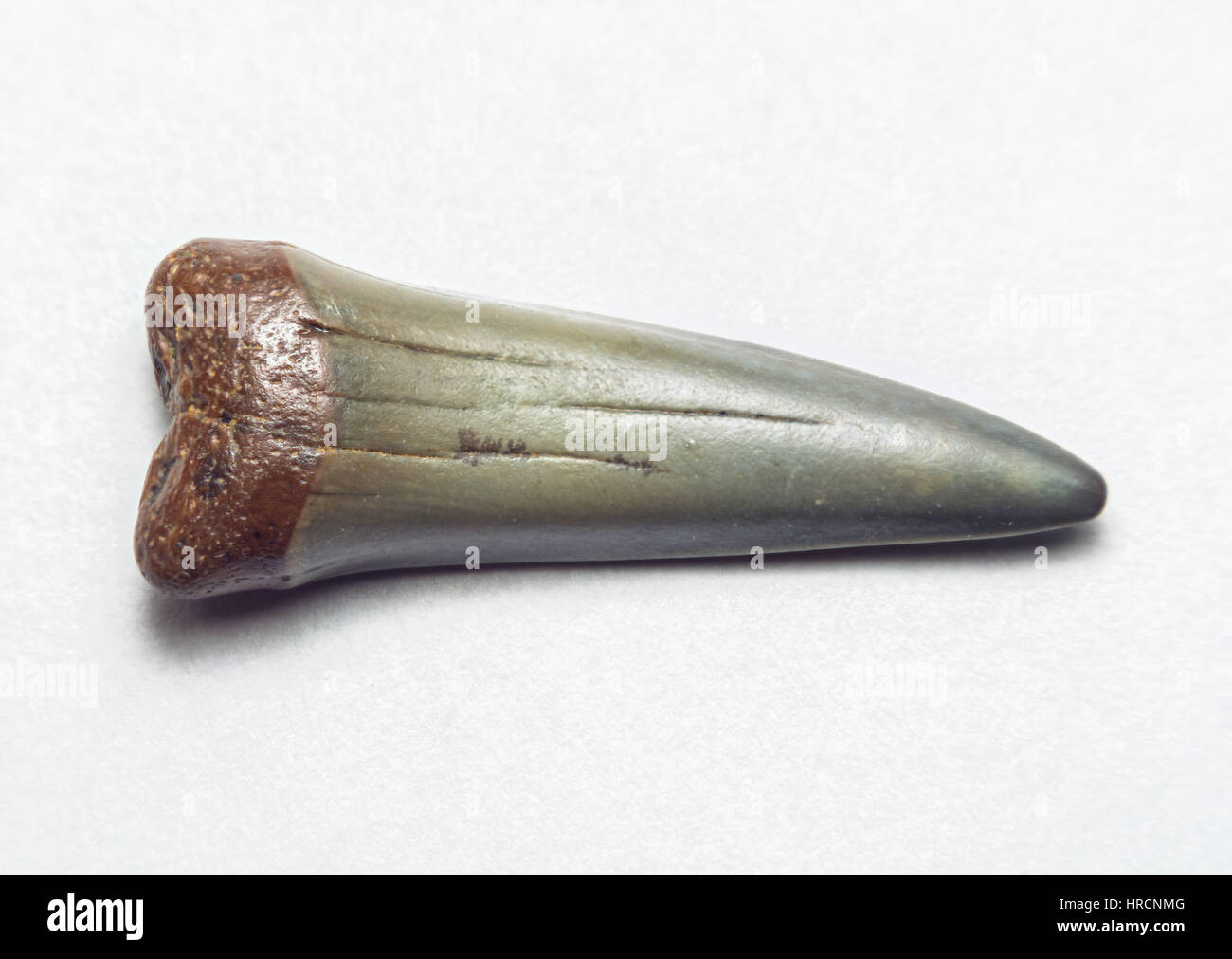 Small fossilized shark tooth isolated on white Stock Photo - Alamy