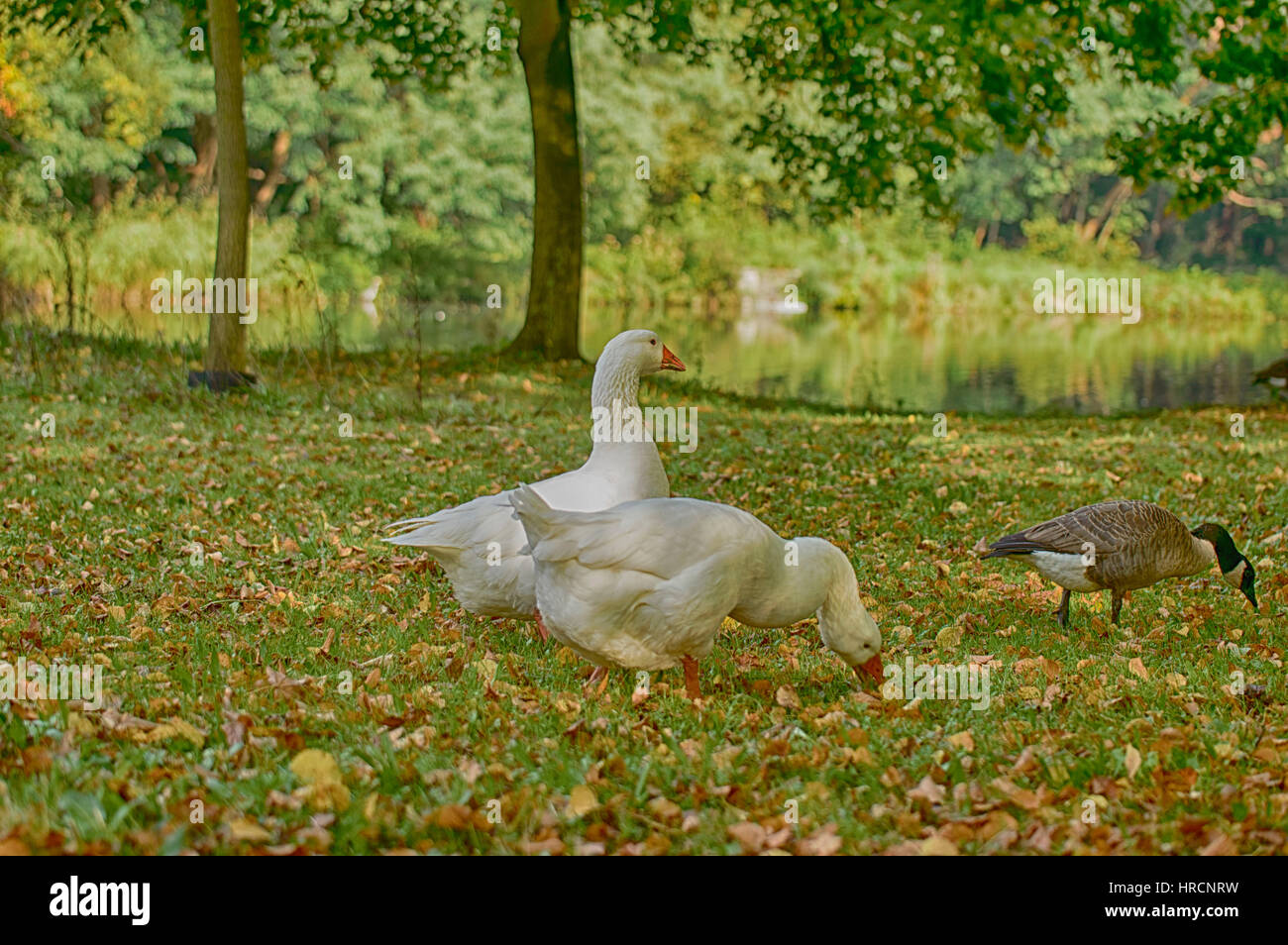 Ducks in the park Stock Photo - Alamy