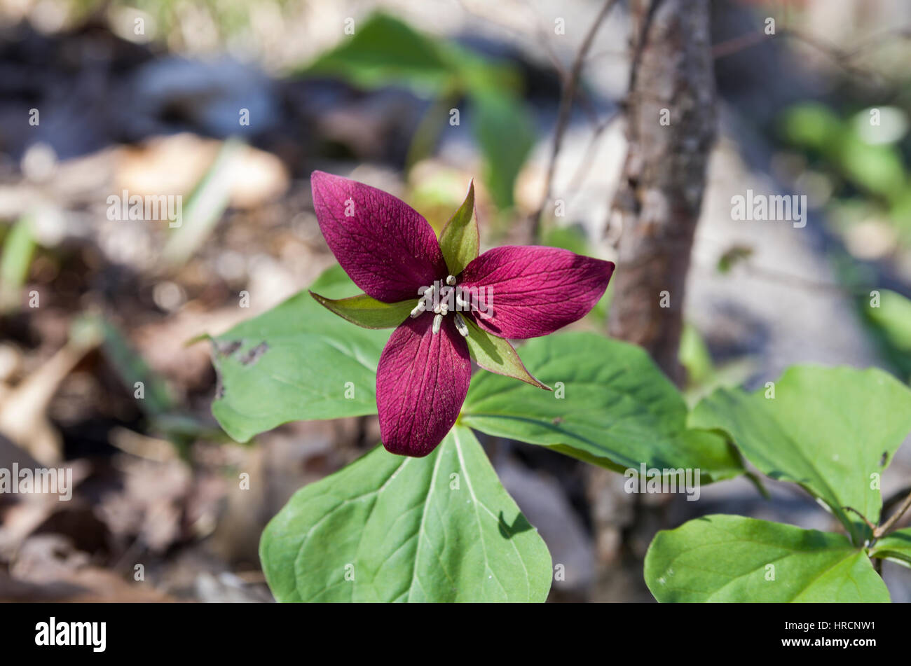 Trillium grandiflorum root hi-res stock photography and images - Alamy