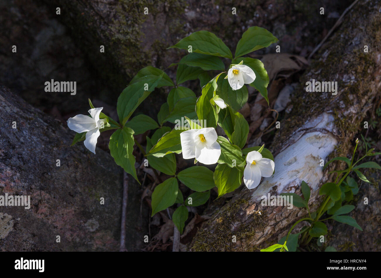 Trillium grandiflorum root hi-res stock photography and images - Alamy