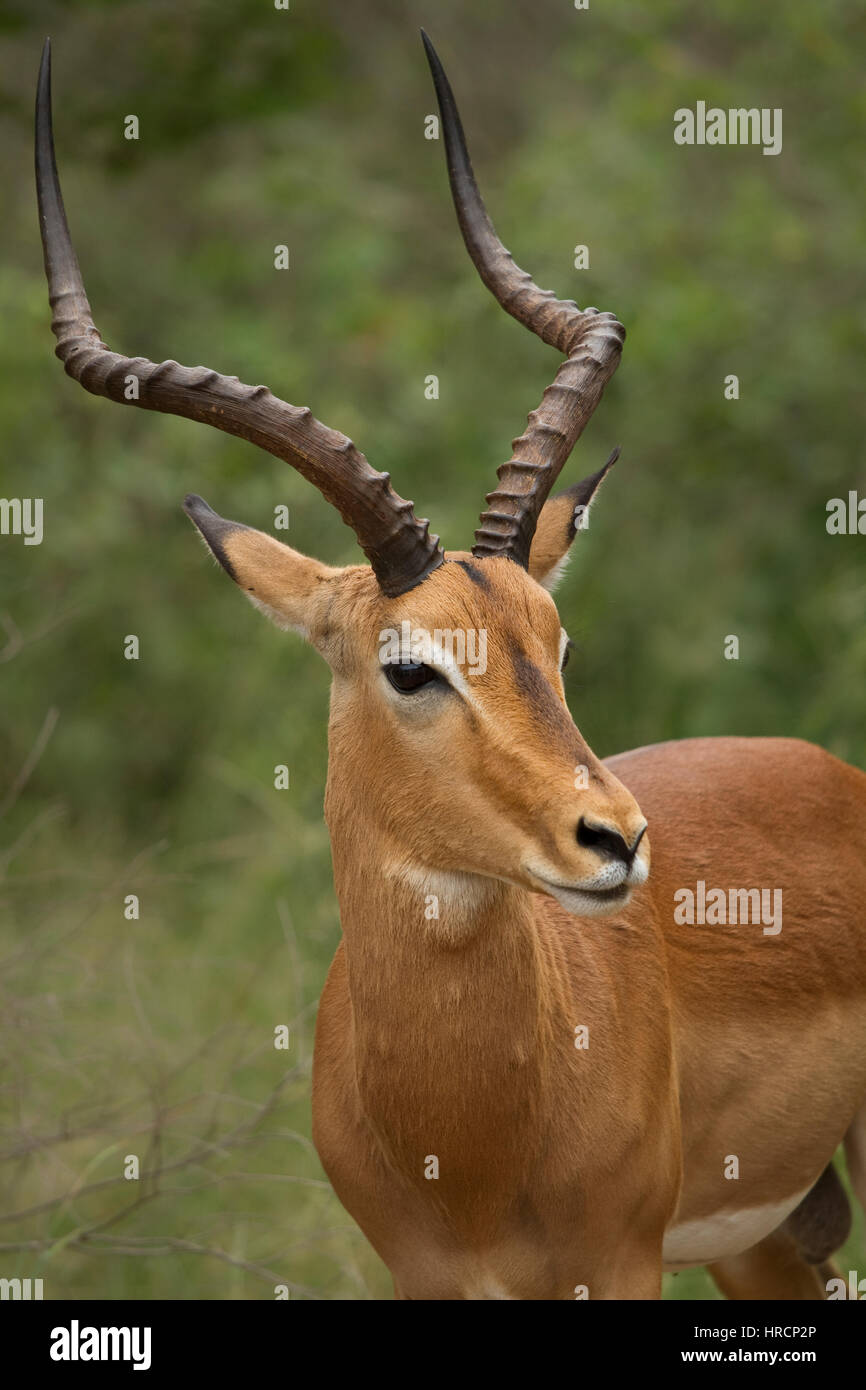 Young impala bull in a South African game reserve looking alertly to ...