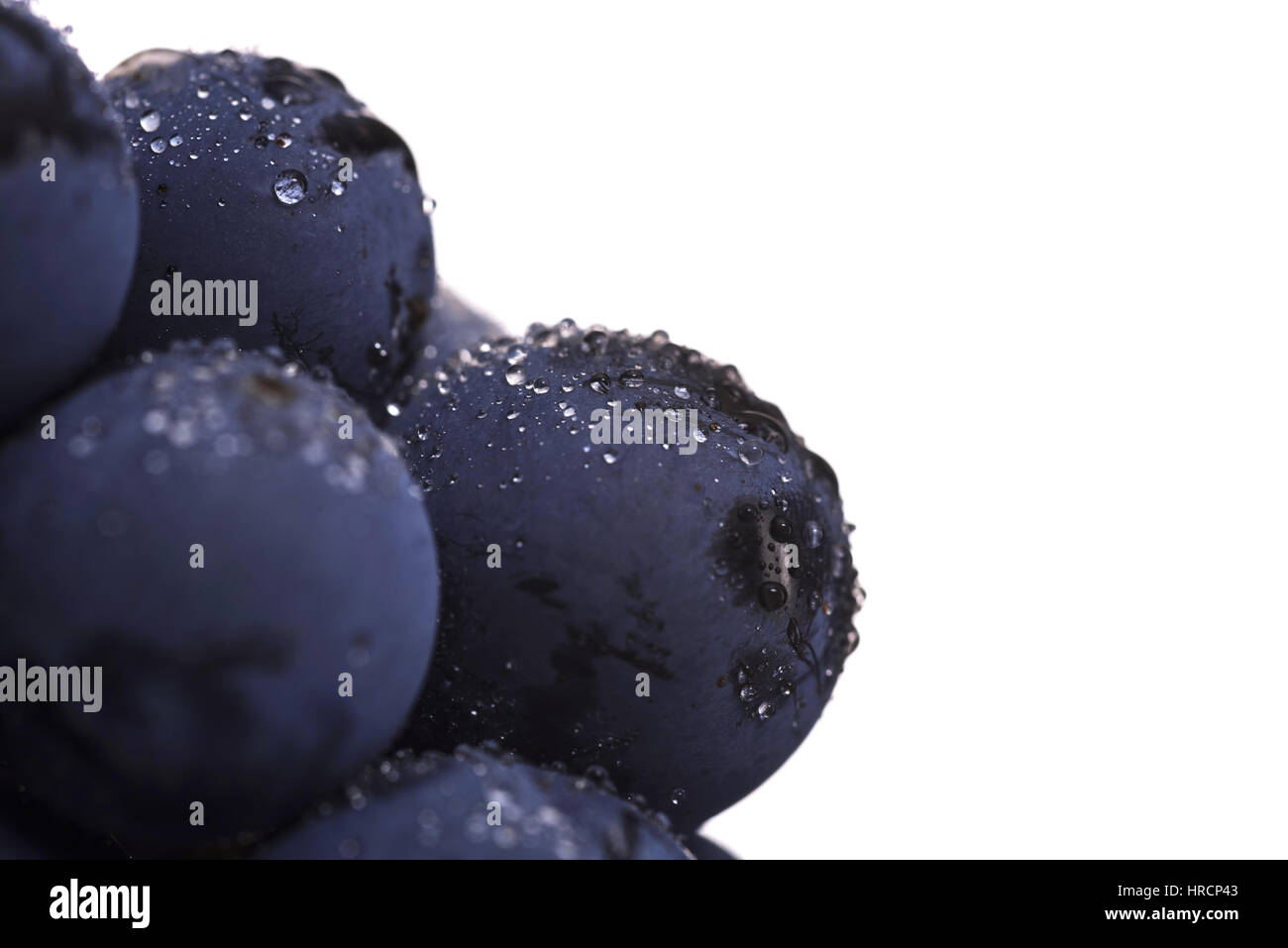 Close up, ripe dark grape berry with drops of water isolated on white ...