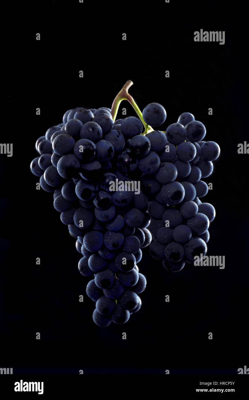 Reference, double bunch of grapes isolated on blaсk background Stock ...