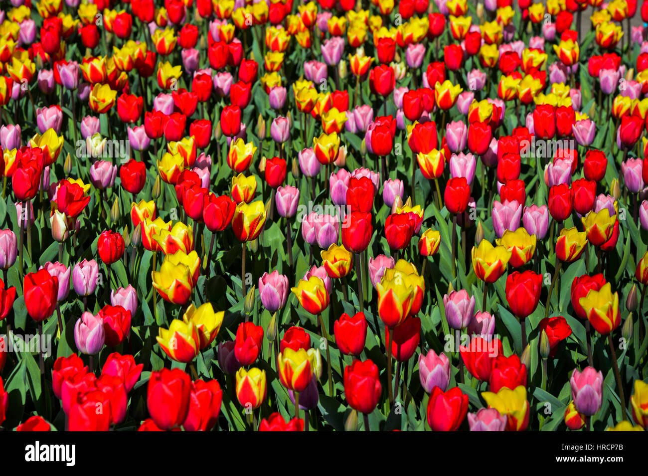 Colourful variety of Dutch tulips, Lisse, Bollenstreek, Netherlands ...