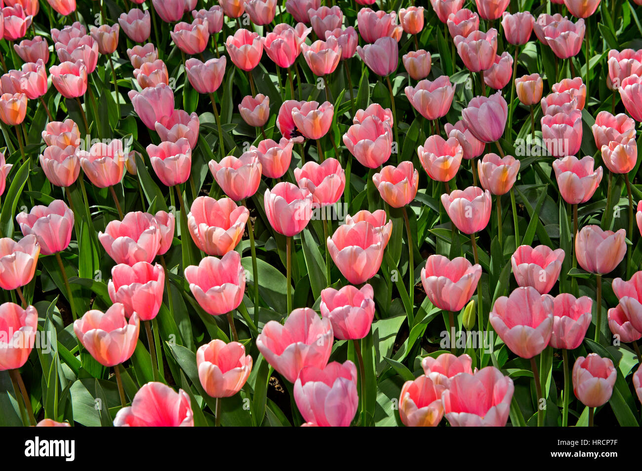The dutch tulips hi-res stock photography and images - Alamy