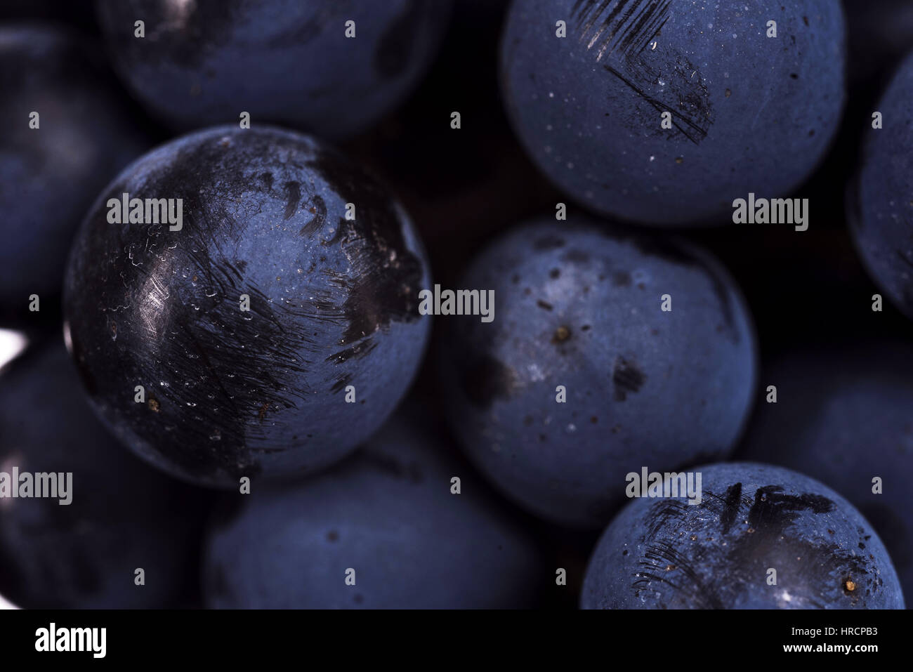 Close up, ripe dark grape berry Stock Photo - Alamy