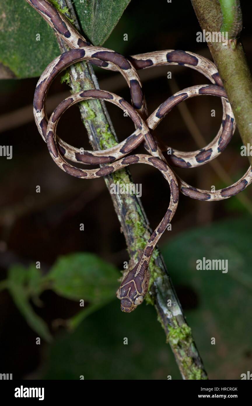 Common blunt headed tree hi-res stock photography and images - Alamy