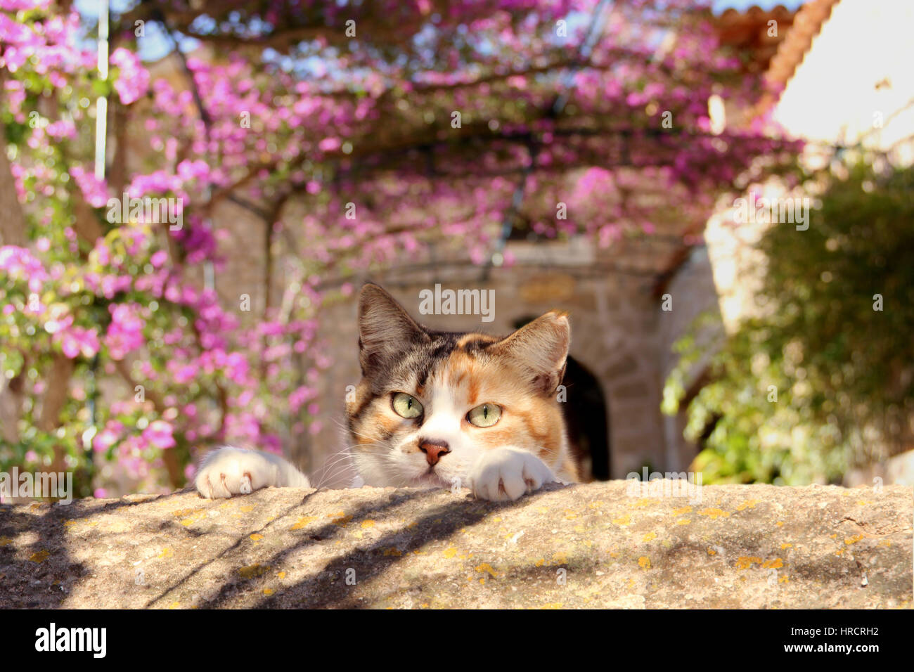 domestic cat, tricolour, calico, torbie, looking over a wall from a ...