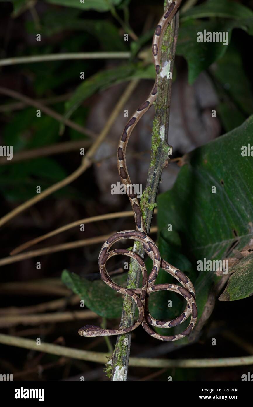 A coiled Common Blunt-headed Tree Snake (Imantodes cenchoa) dangling in ...