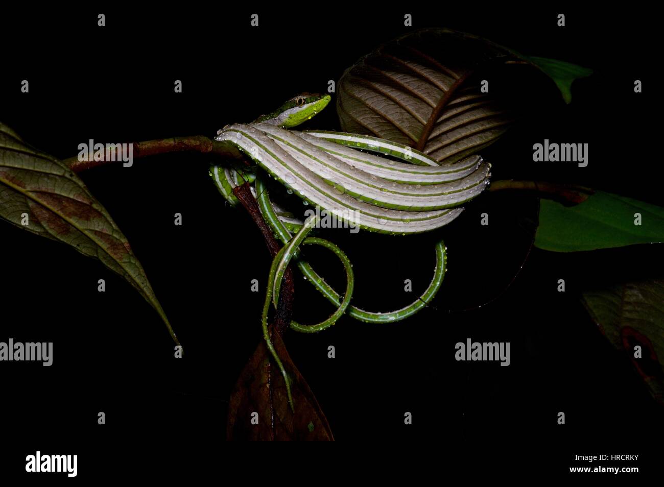 Amazon rainforest snake hi-res stock photography and images - Alamy