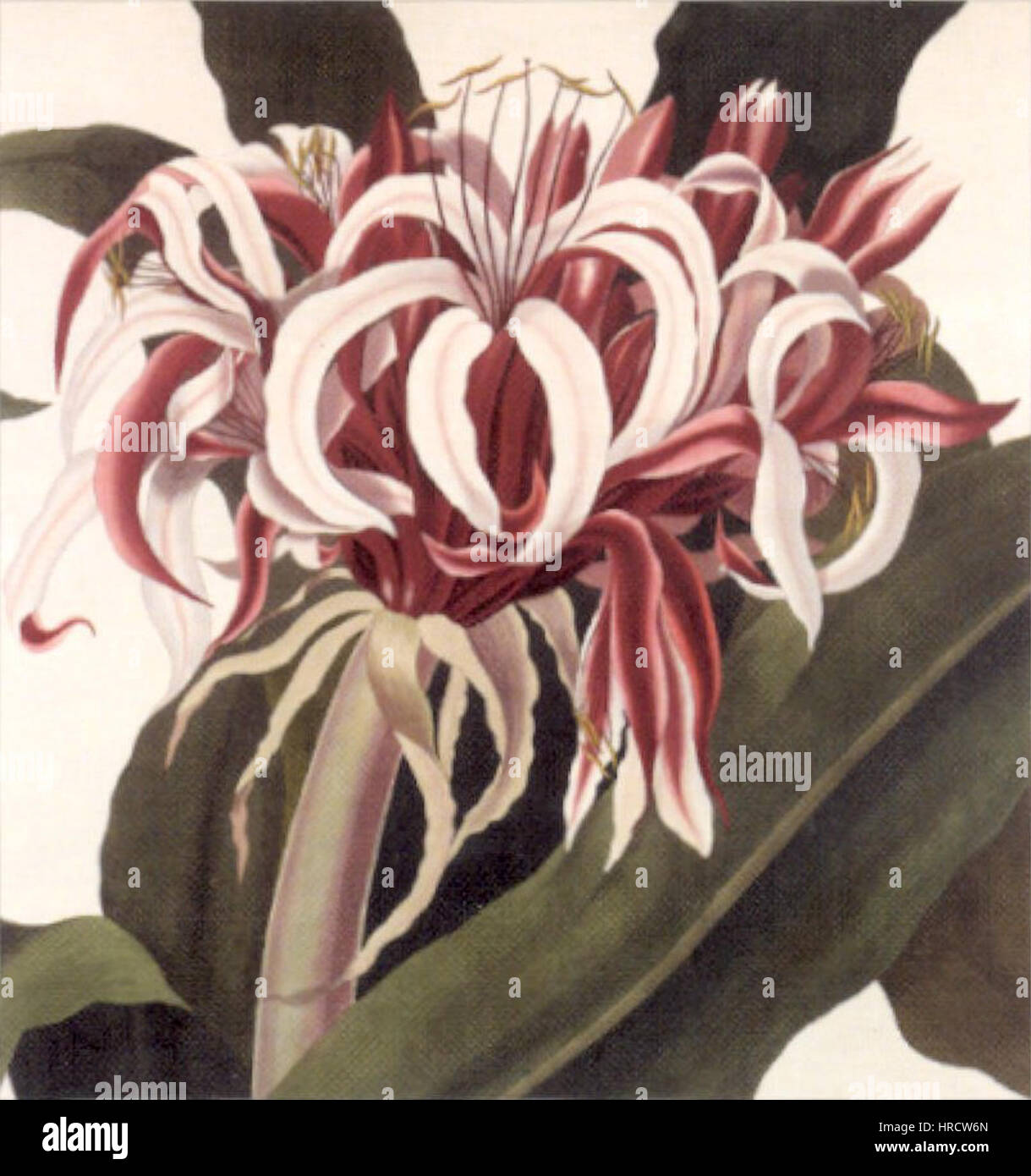 'Victoria Water Lily' by William Sharp in 'Victoria regia', 1854, Loy ...
