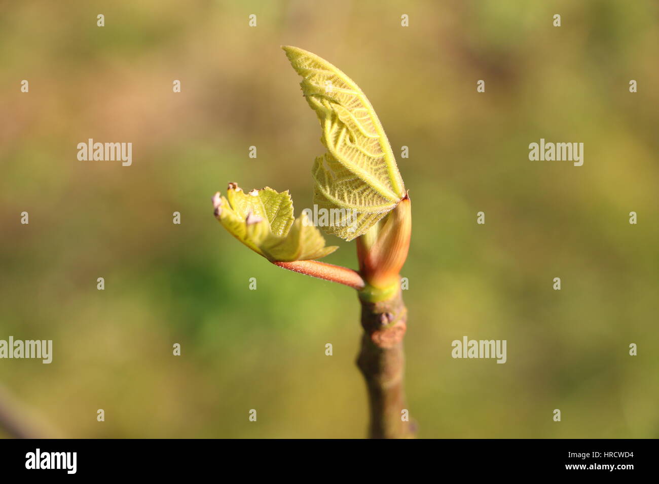 Open bud hi-res stock photography and images - Alamy