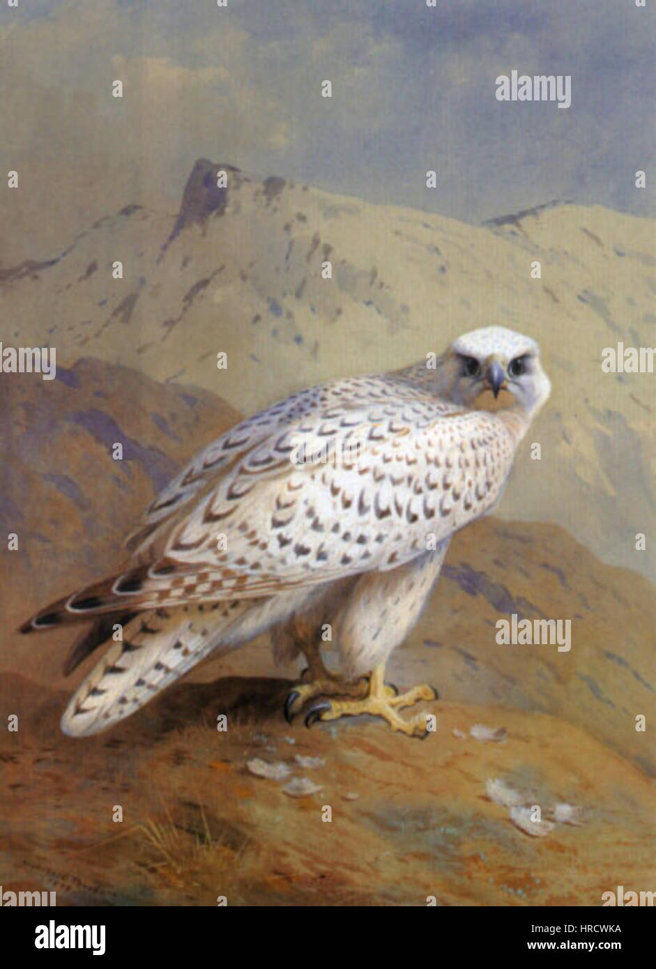 Greenland Falcon High Resolution Stock Photography and Images - Alamy