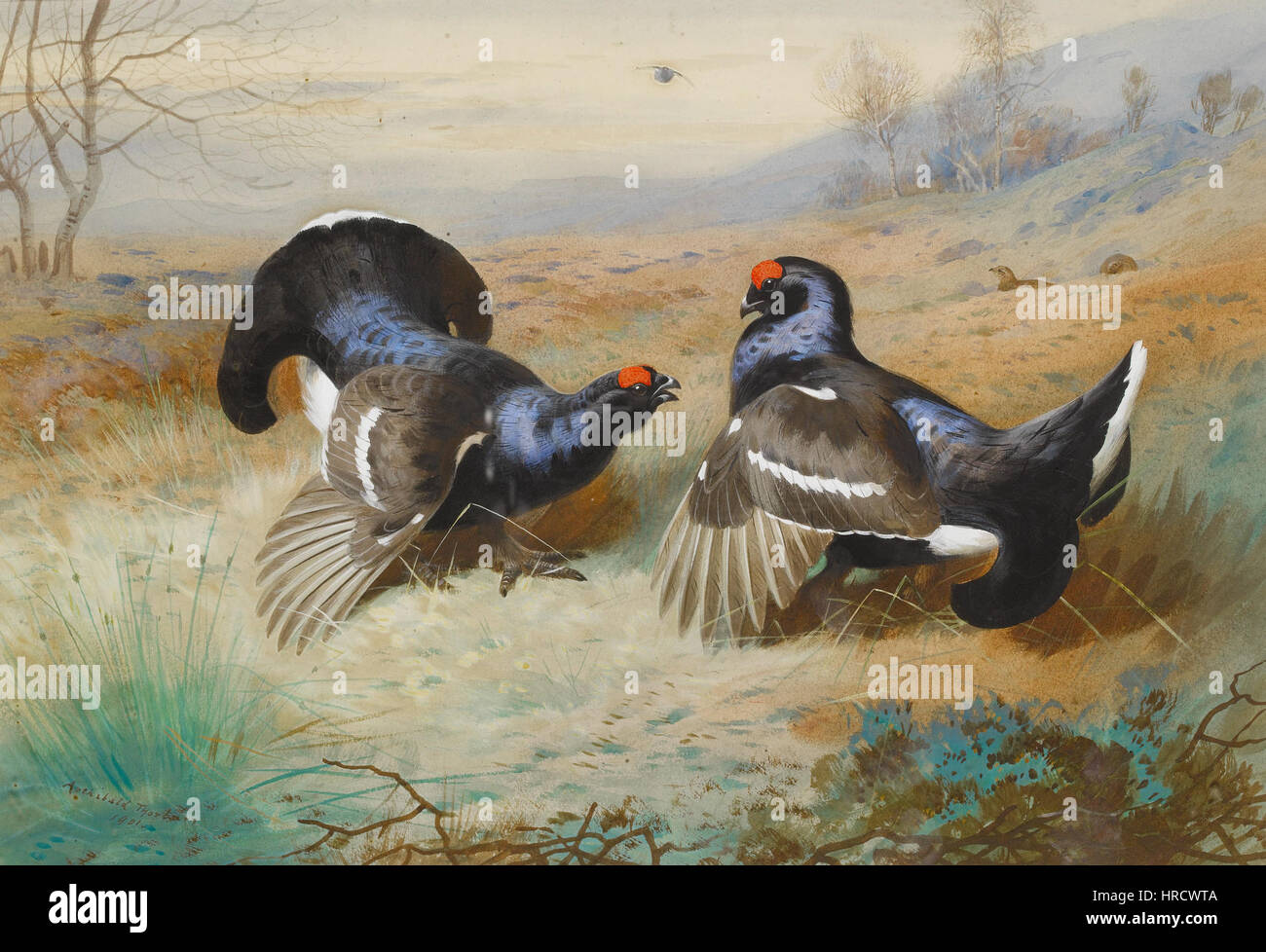 Archibald thorburn hi-res stock photography and images - Alamy