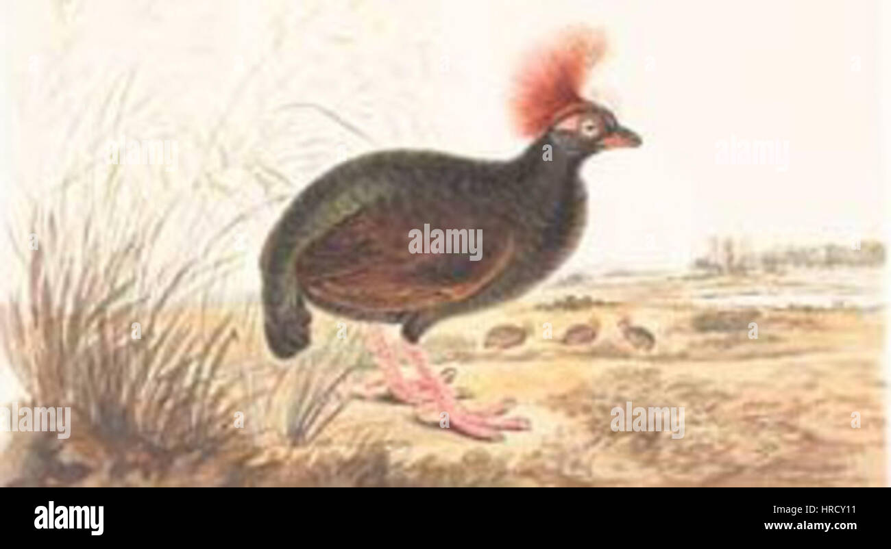 Gwillim elizabeth hi-res stock photography and images - Alamy